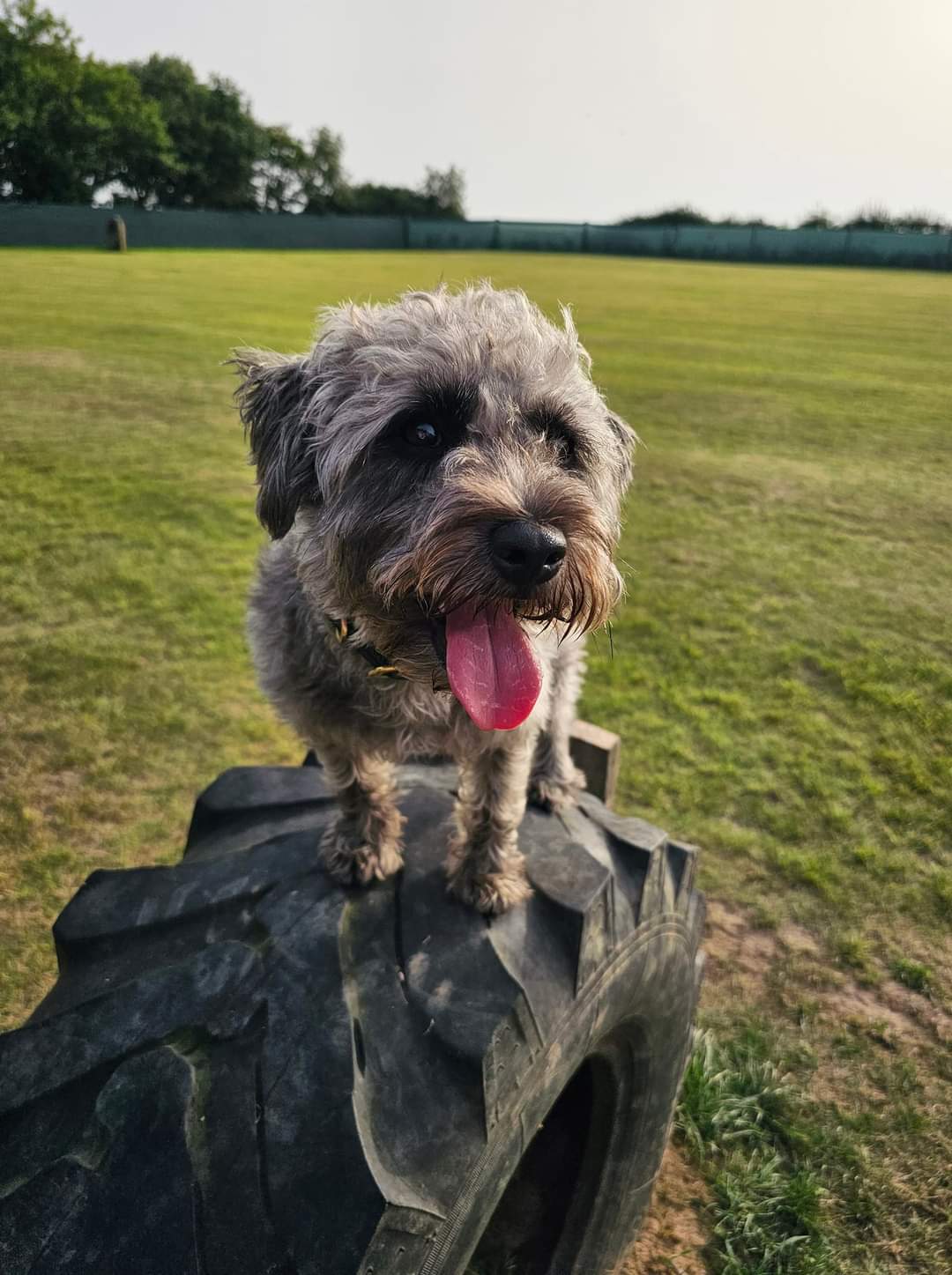 Gallery - Winterton Hound Ground