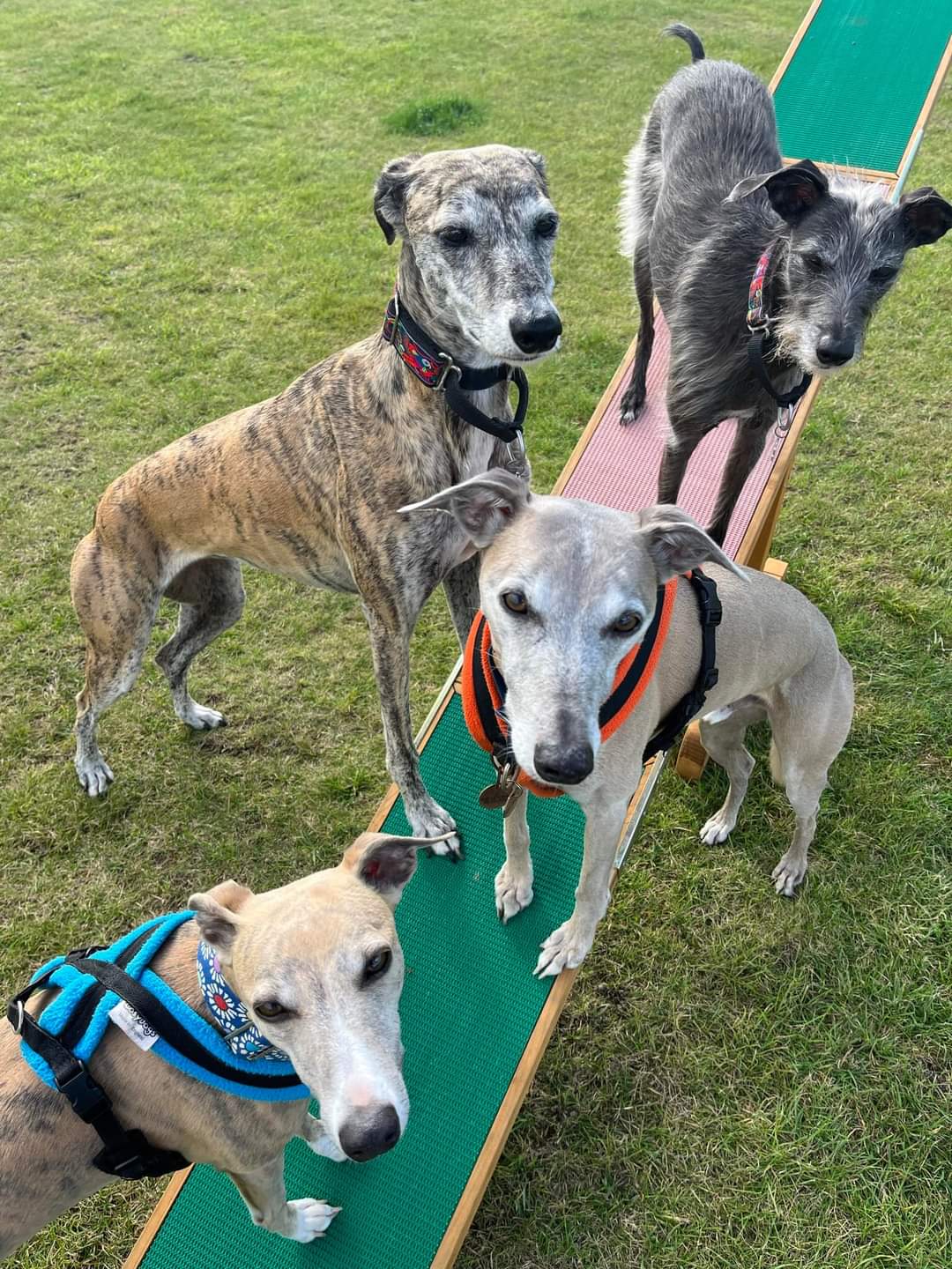 Gallery - Winterton Hound Ground